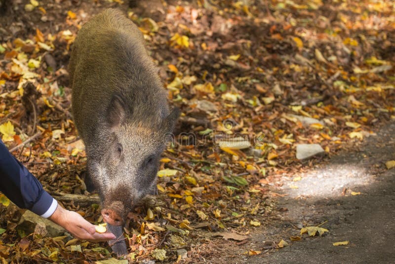 Boar in the Autumn Forest. a Man Feeds a Tame Boar an Apple Stock Photo ...