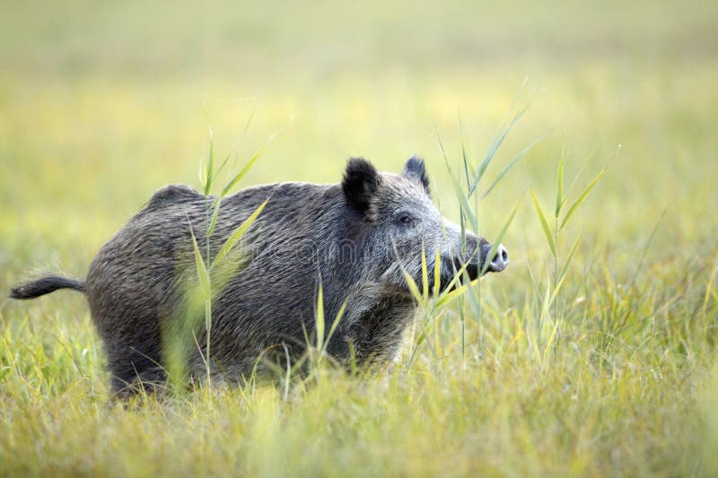 Boar in the clearing. stock photo. Image of wild, forest - 36653982