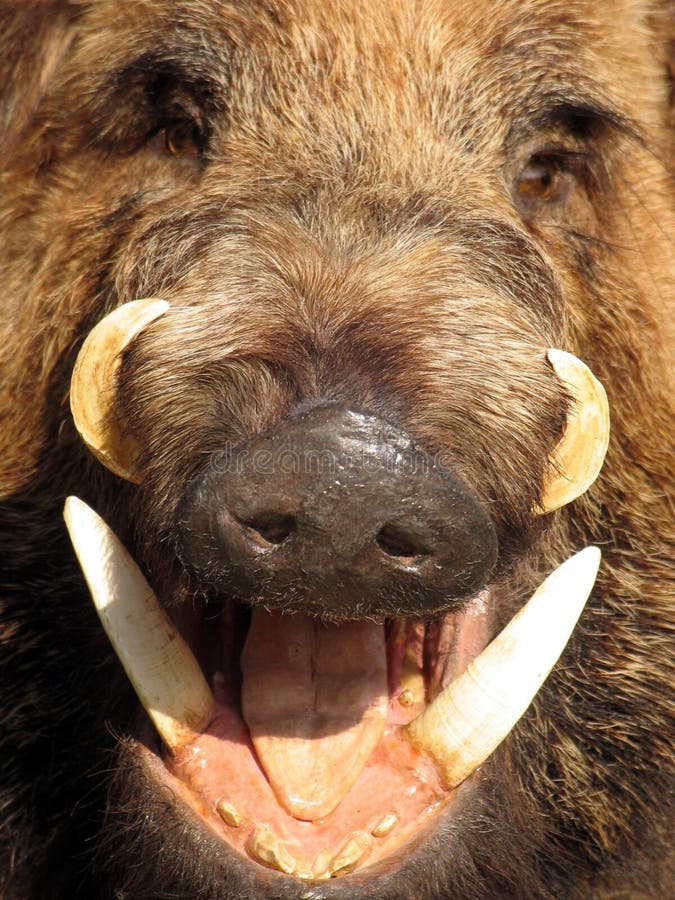 Boar Closeup stock image. Image of wildlife, snout, livestock - 3163785