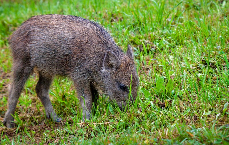 Boar Cub Feeding on a Meadow Stock Image - Image of sweet, hoofed: 79647419