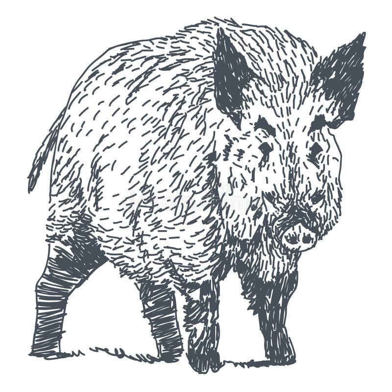 Boar Drawing Stock Illustrations – 8,449 Boar Drawing Stock ...