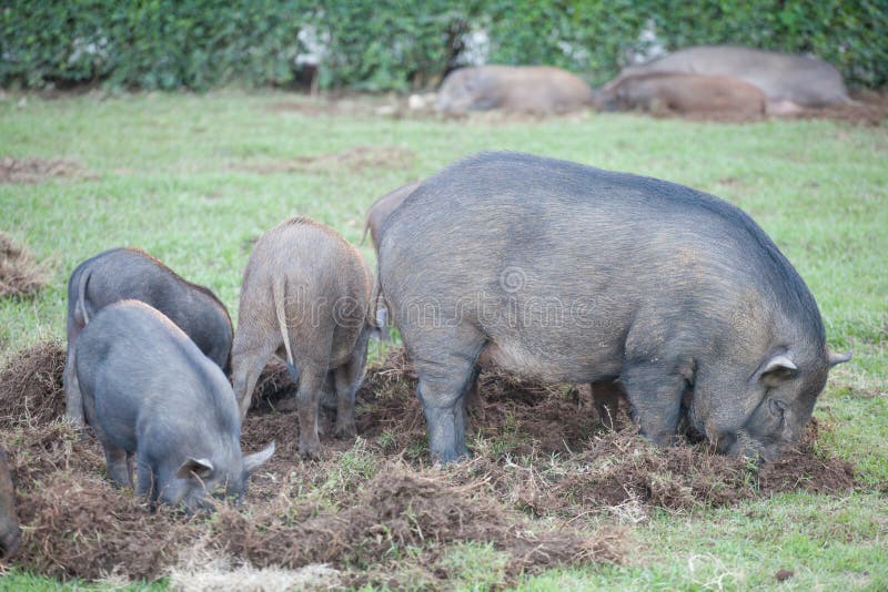 Boar eat grass root stock image. Image of boar, grass - 81474345