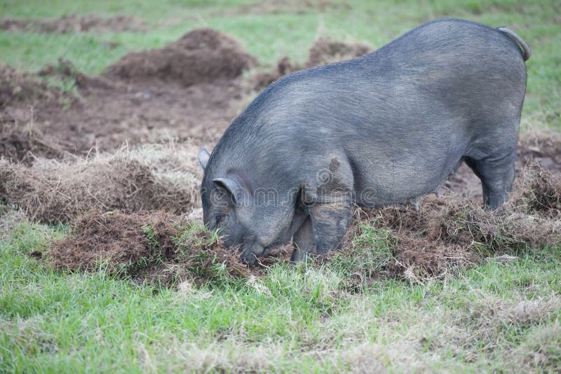 Boar eat grass root stock image. Image of nature, green - 81475211