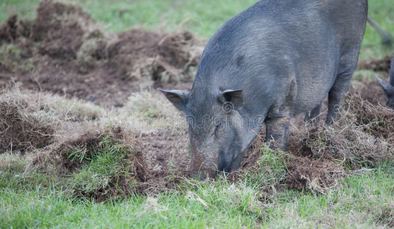 Boar eat grass root stock photo. Image of animal, mammal - 81479566