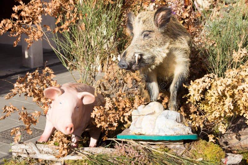 Boar embalmed profile stock photo. Image of running, animal - 48730558