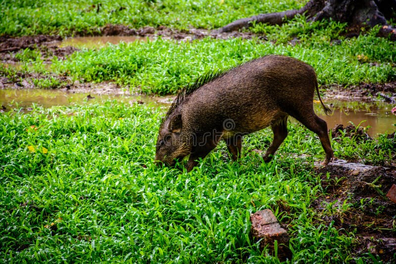 A Boar is Finding Foods in the Field Stock Photo - Image of night, body ...