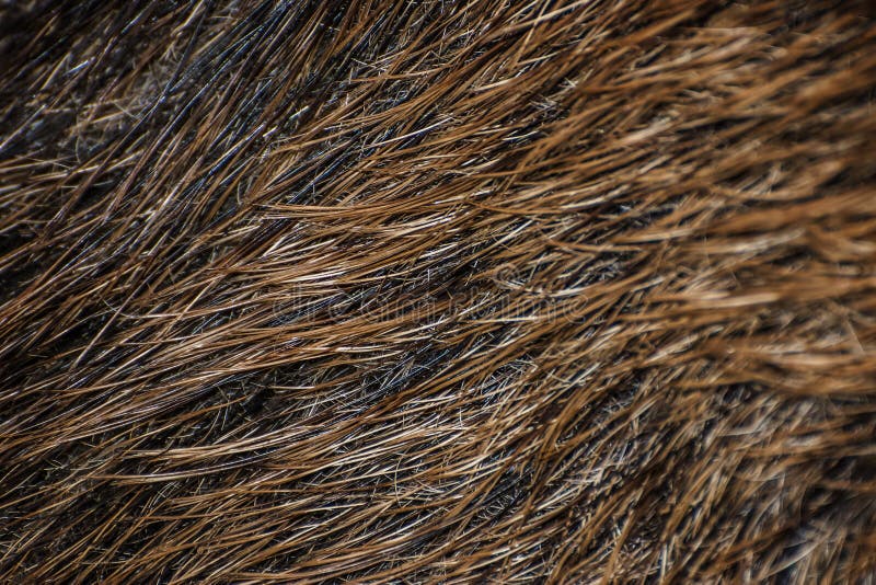 Boar Fur Pattern stock image. Image of field, animal - 231917629