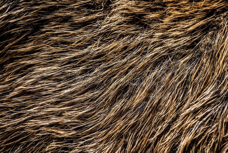 Boar hair texture stock image. Image of design, exotic - 12043627