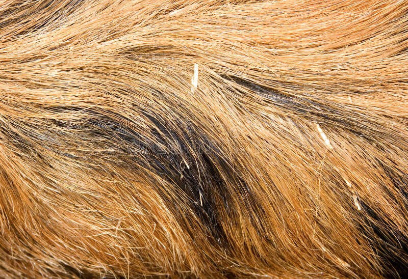 Pig skin texture stock image. Image of skin, boar, close - 25299497