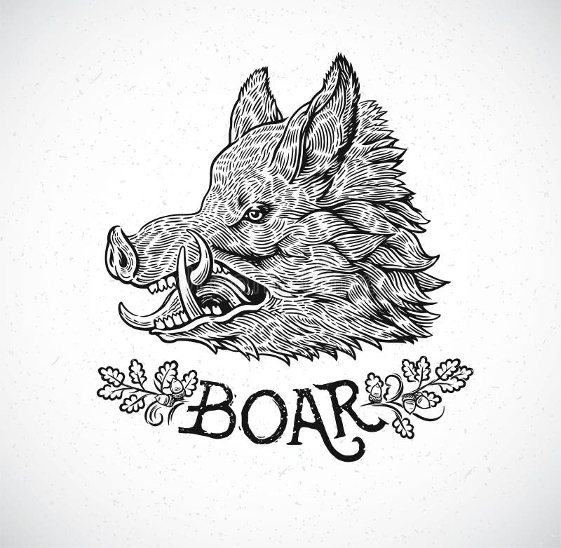 Boar head. stock vector. Illustration of hungry, design - 77246400
