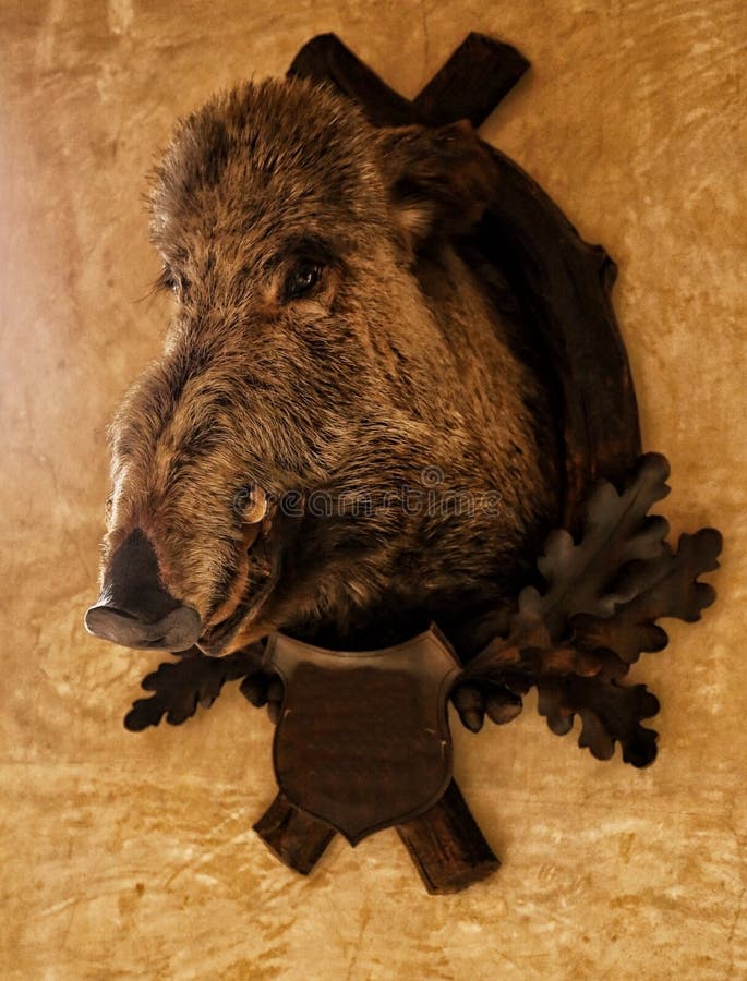Boar Head Trophy on the Brown Wall Stock Photo - Image of preparation ...