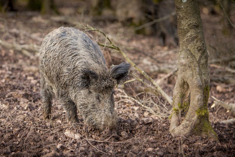 Boar stock photo. Image of animal, omnivorous, mammal - 51625676