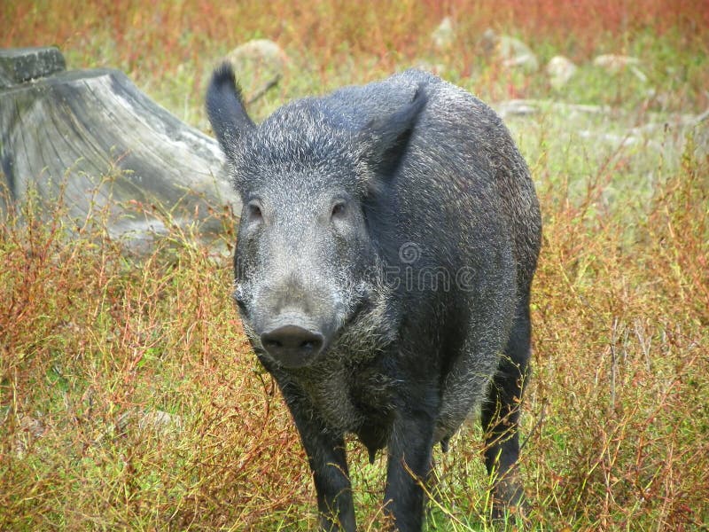 Boar stock photo. Image of truffles, truffle, animal - 31567242