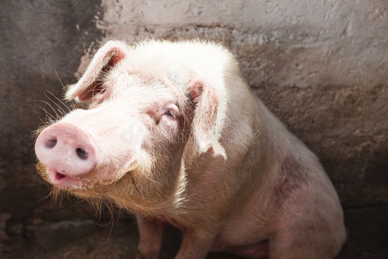 Boar. Large Pig Sitting in a Pen on the Farm. Stock Image - Image of ...