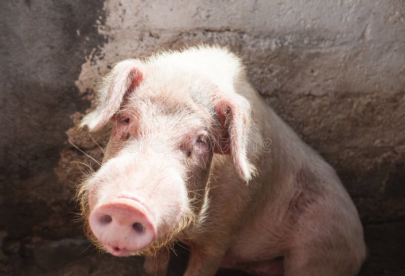 Boar. Large Pig Sitting in a Pen on the Farm. Stock Image - Image of ...