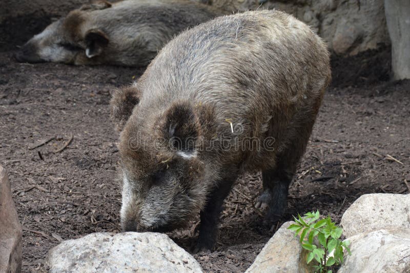 Boar stock photo. Image of life, adult, calm, face, icon - 91679864