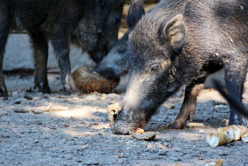 Boar stock photo. Image of wildlife, wildanimals, wild - 60279546