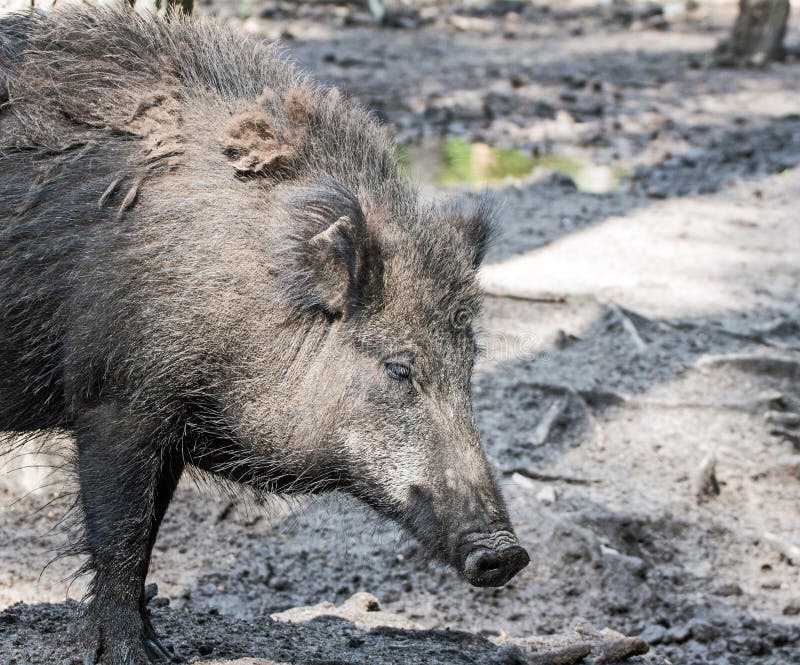 Boar stock photo. Image of hunt, nature, large, snout - 72118578