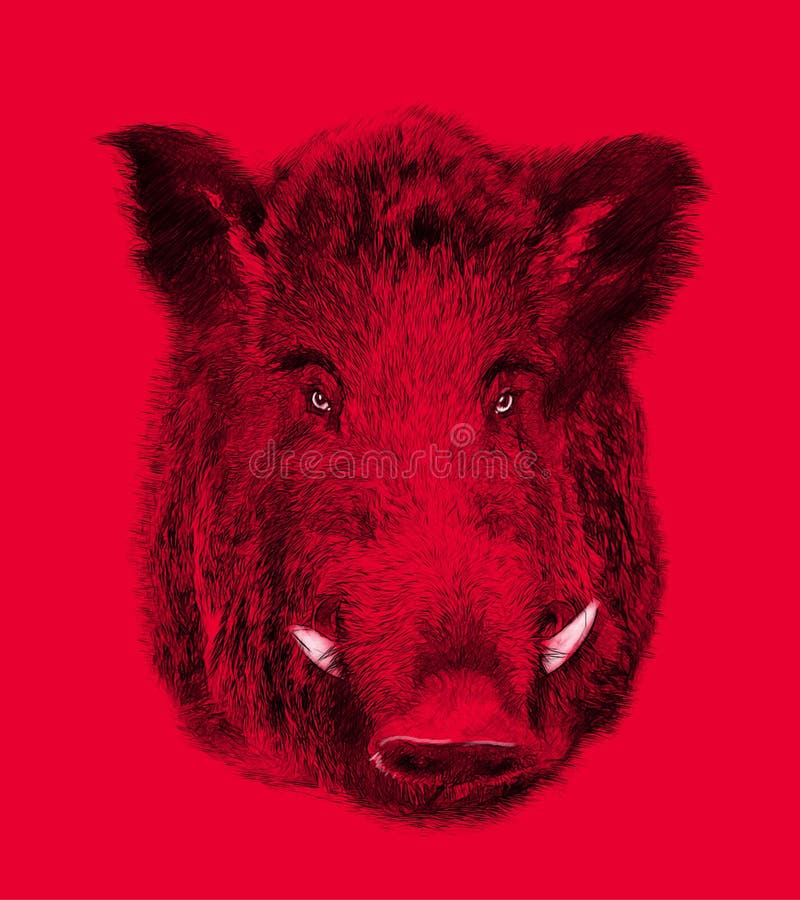 Boar on Red Background. Illustration in Draw Stock Illustration ...