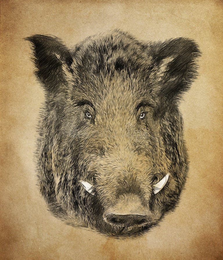 Boar Sketch Stock Illustrations – 3,356 Boar Sketch Stock Illustrations ...