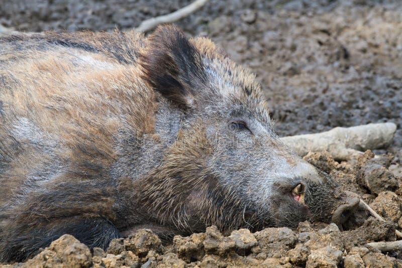 Boar stock photo. Image of snout, bored, hair, wide, wild - 43376180