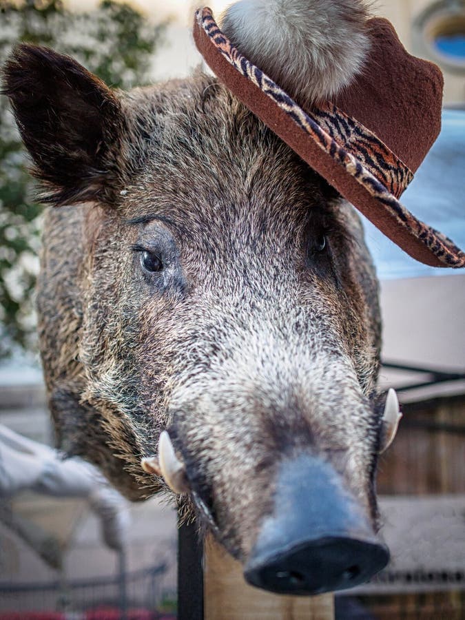 Boar`s head stock image. Image of effigy, mouth, closeup - 229591115