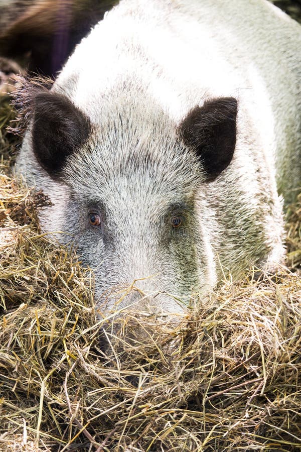 Boar Sad, Buried His Nose in Hay Stock Image - Image of food, adult ...