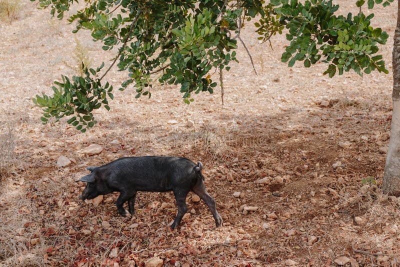 Boar Searching for Food Under the Tree Stock Photo - Image of walking ...