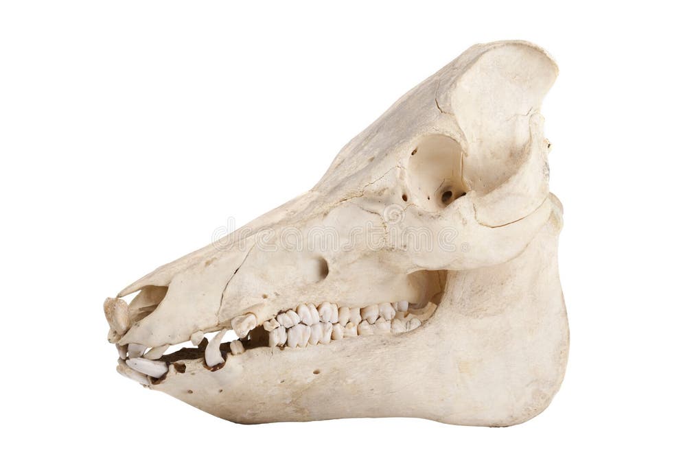 Boar skull stock photo. Image of hallow, cranium, anatomy - 18674918