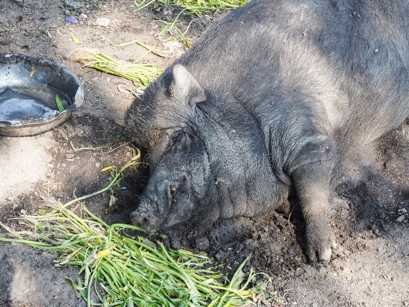Boar sleep stock photo. Image of hair, outside, mammal - 69658898