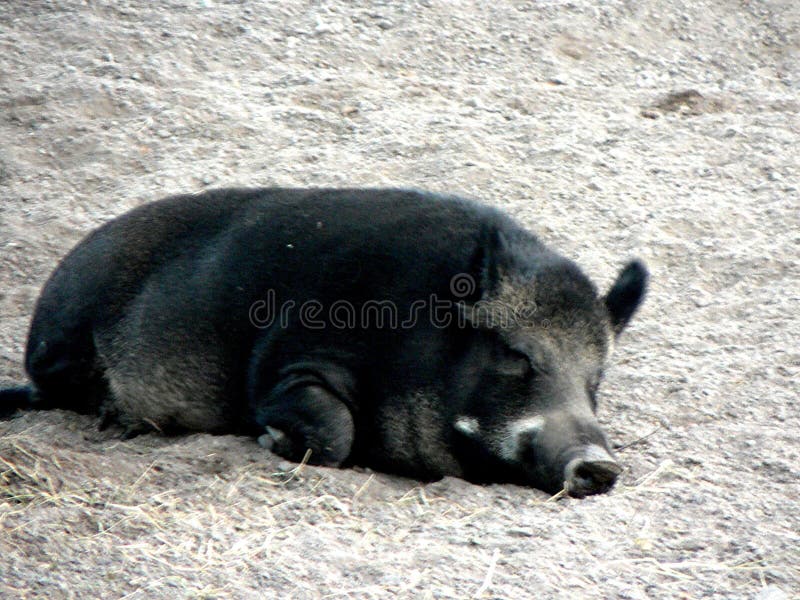 A Boar is Sleeping on the Ground Next To a Tree Stock Photo - Image of ...