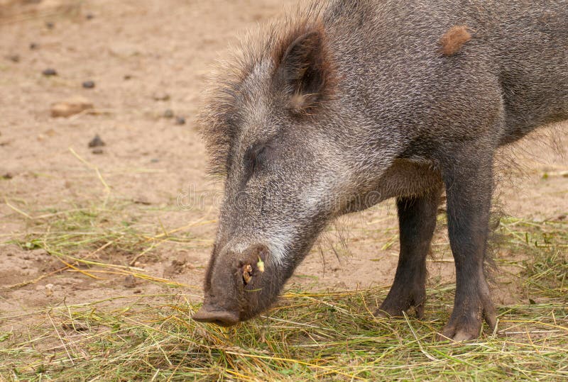 Boar stock photo. Image of locked, prison, scrofa, animal - 32467812
