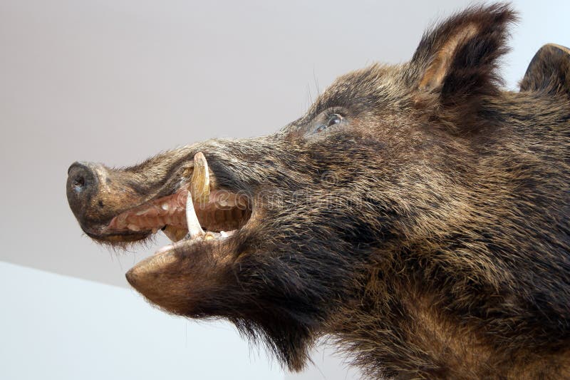 The boar trophy stock image. Image of boar, wild, hair - 69915901