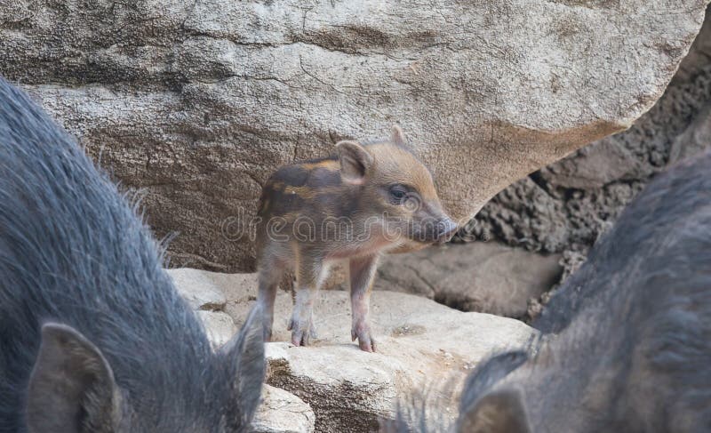 Boar stock image. Image of strong, boar, nature, peccary - 67550431