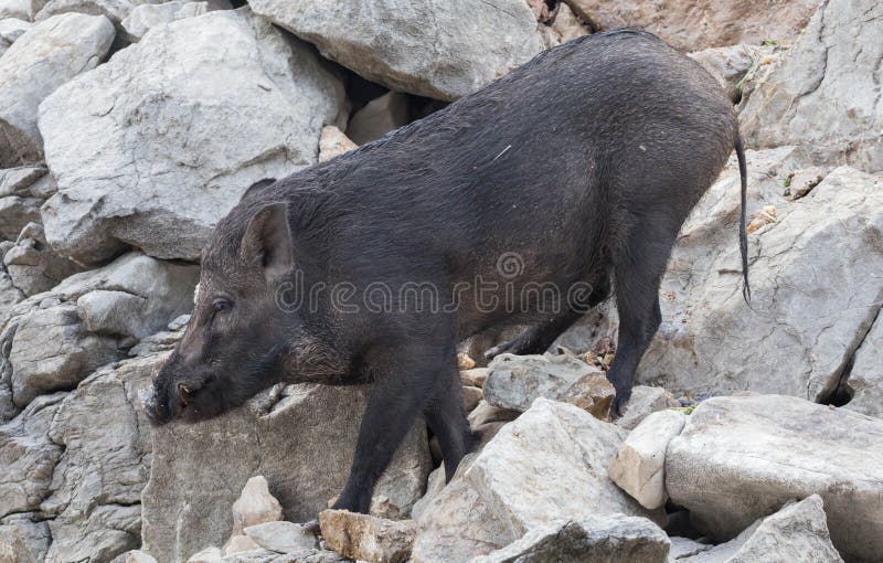 Boar stock photo. Image of stone, wild, nature, mountain - 67733496