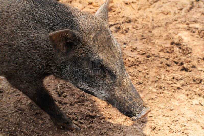 Boar Wild Boar stock photo. Image of hoofed, mammals - 52649300