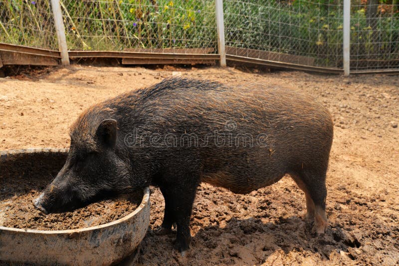 Boar Wild Boar stock image. Image of wildlife, wild, themes - 52649307