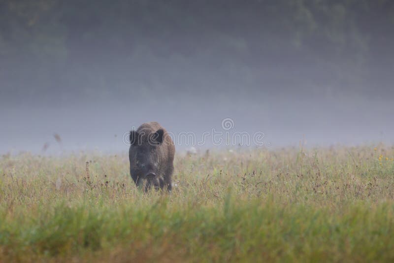 Boar stock photo. Image of grazing, wilderness, plain - 249596504