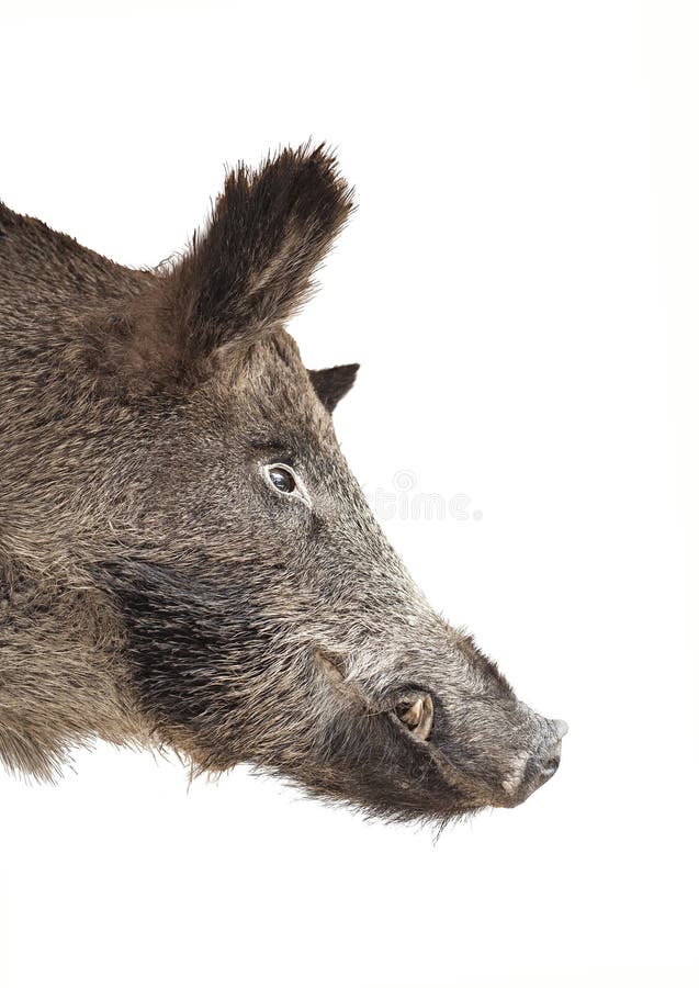 Angry Boar Stock Photos - Free & Royalty-Free Stock Photos from Dreamstime