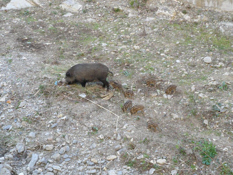 Boar stock image. Image of hunt, nature, small, piglets - 194410347