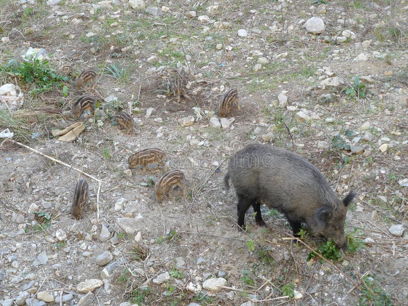 Boar stock image. Image of adorable, running, group - 194410445