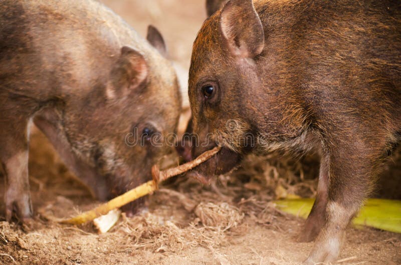 Boar stock image. Image of farm, young, nature, hair - 51535435