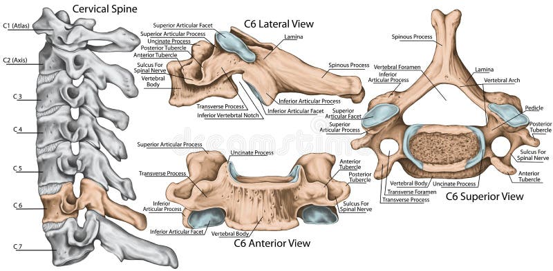 BOARD Cervical Spine, Sixth Cervical Vertebra Stock Photo - Image of ... BOARD Cervical Spine, Sixth Cervical Vertebra Stock Photo - Image of ...