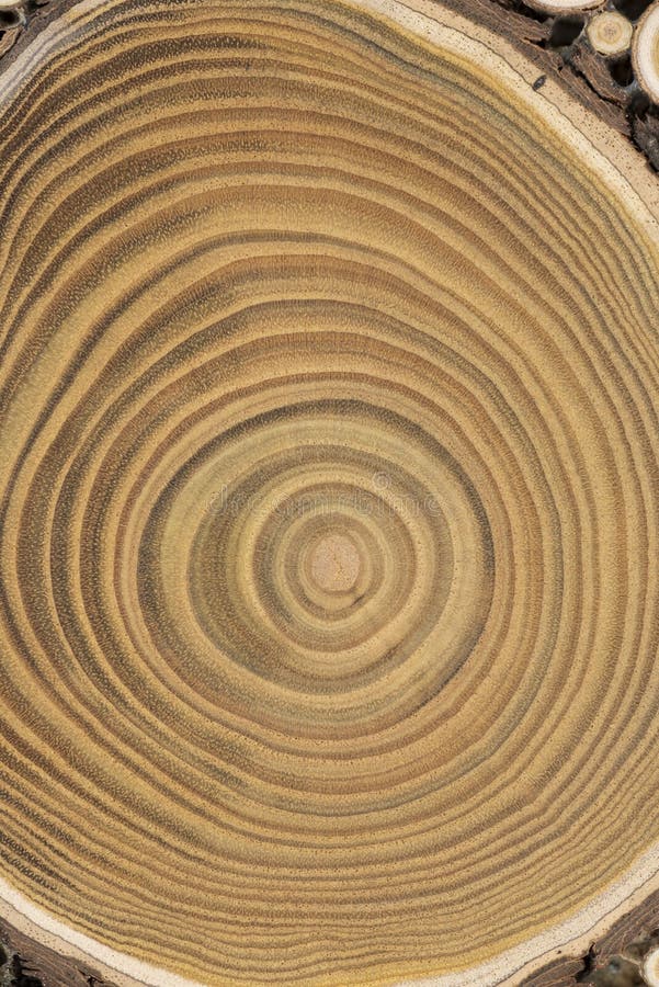 Tree Rings Microscope Stock Photos - Free & Royalty-Free Stock Photos ...