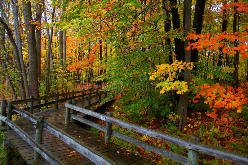 Board Walk through Autumn Trees Stock Photo - Image of daylight, river ...