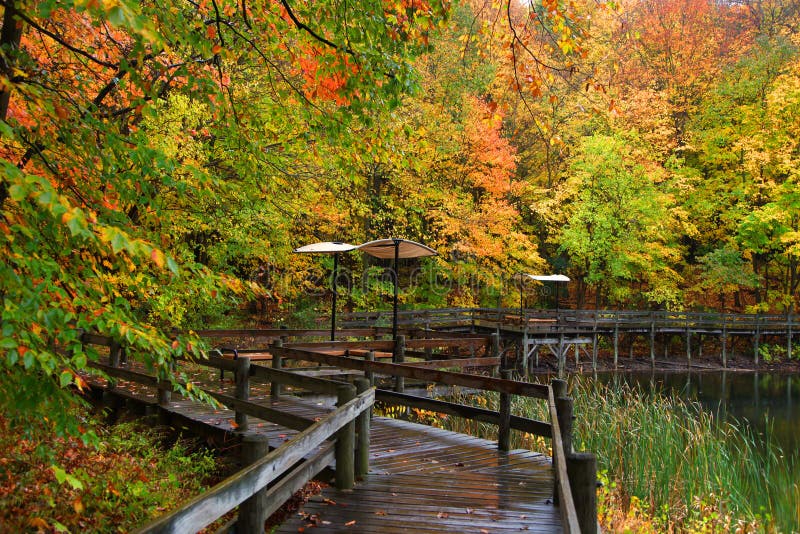 Board Walk through Colorful Trees Stock Image - Image of fall, alley ...