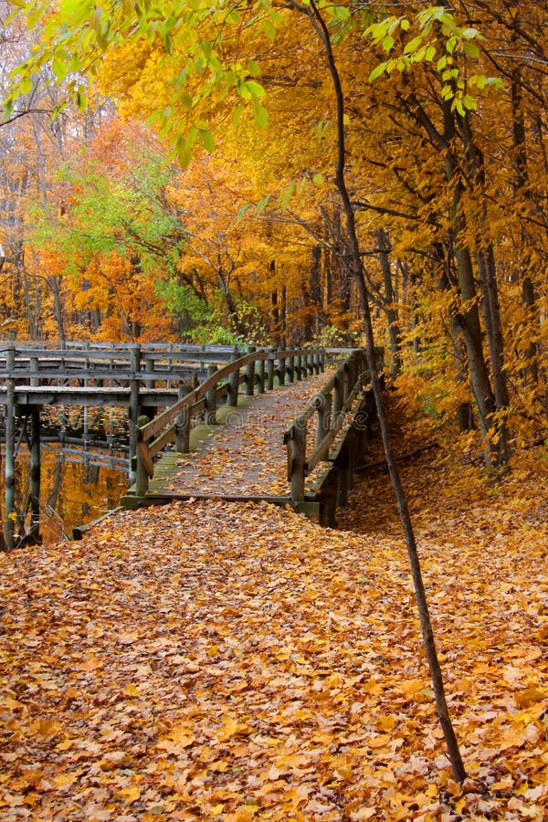 Board walk stock photo. Image of board, walk, trees - 136091118