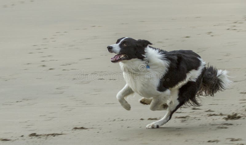 Boarder collie stock image. Image of action, months, light - 79973337