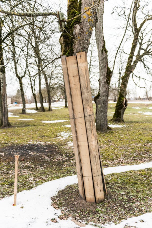 Boards are Attached To the Growing Trees for Protection during Road ...