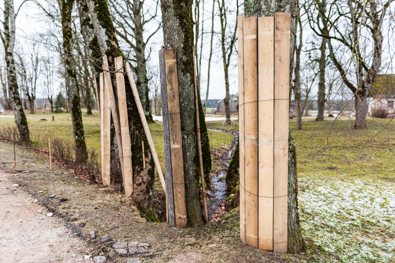 Boards are Attached To the Growing Trees for Protection during Road ...